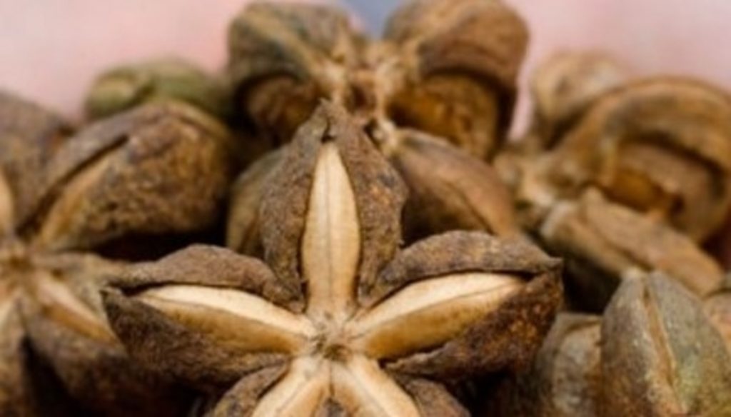 Sacha Inchi: el renacer de una planta milenaria | Te Protejo Colombia