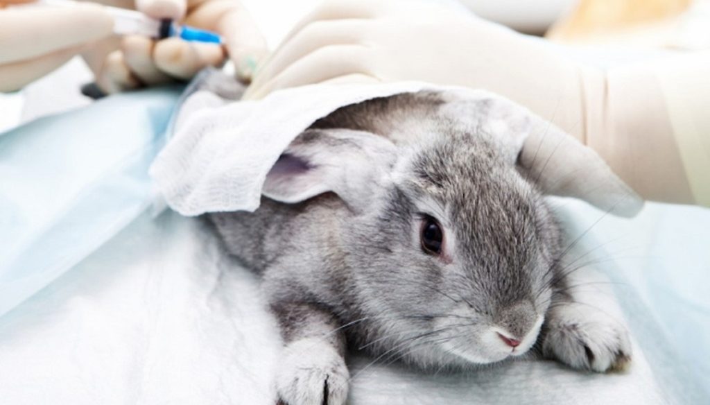 Dudas sobre la experimentación animal | Te Protejo México