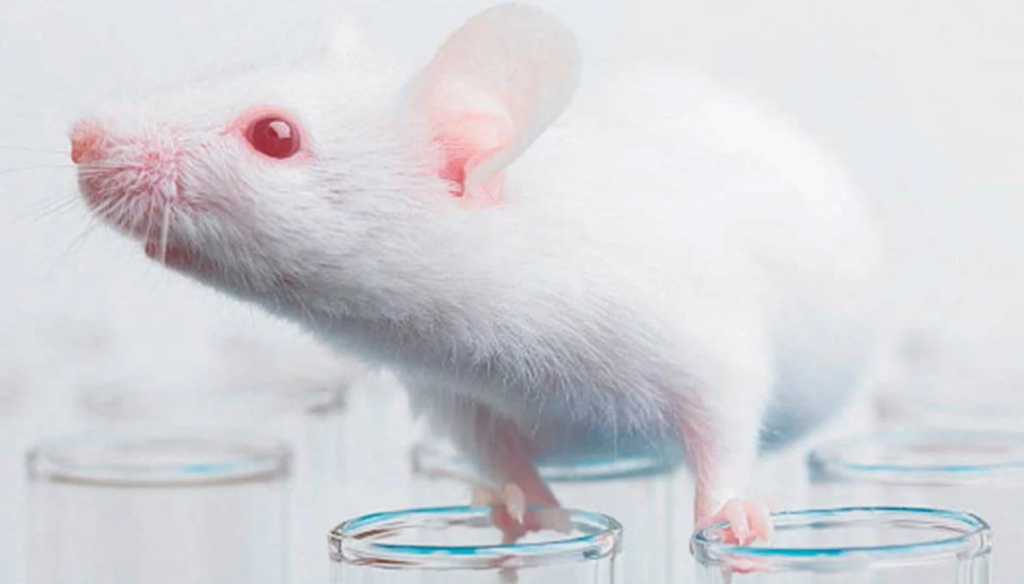 ¿Qué animales se usan en experimentación y por qué? | Te Protejo México